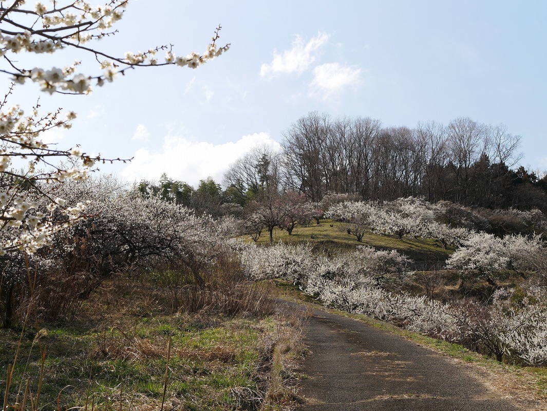【宮城おでかけ】桜の町で一足早くお花見を♪甘い香り漂う梅の里『堤うめ団地』～柴田郡大河原～ - せんだいマチプラ